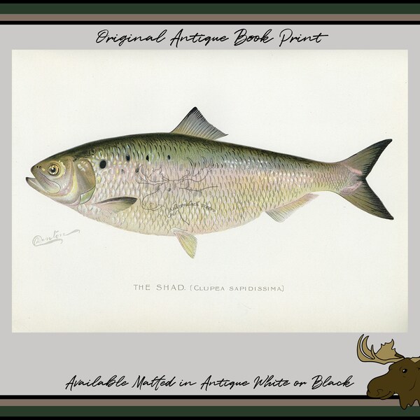 Shad Print - Etsy