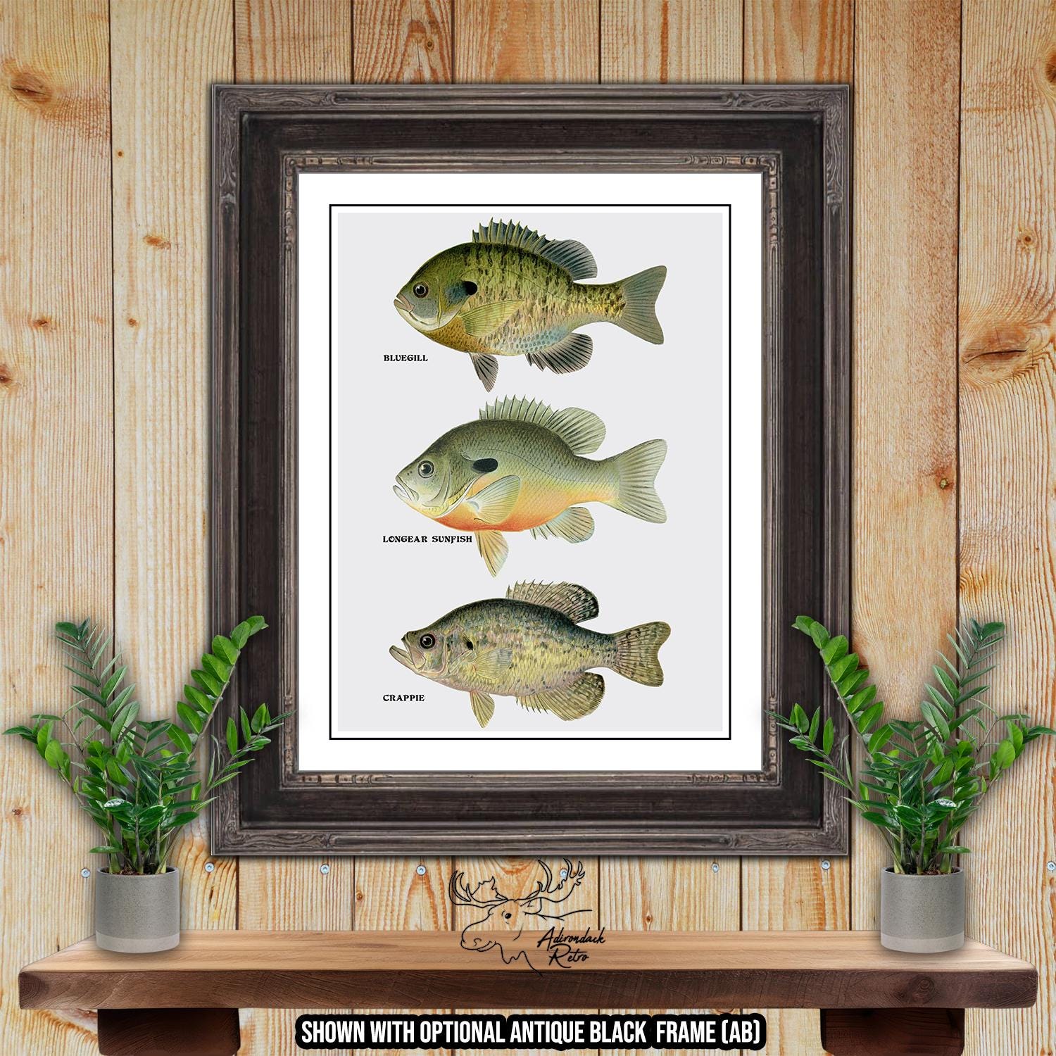 Panfish Collage Art Print - Sunfish Fishing Poster - Crappie Fisherman ...