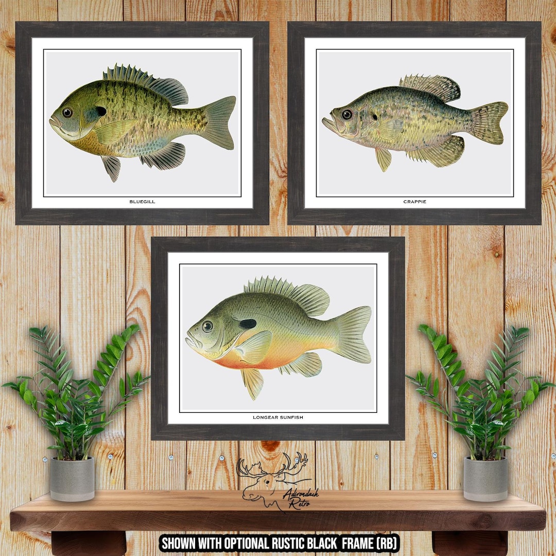 Panfish Print Set of 3 - Crappie Fisherman Gift - Sunfish Angler Gift ...