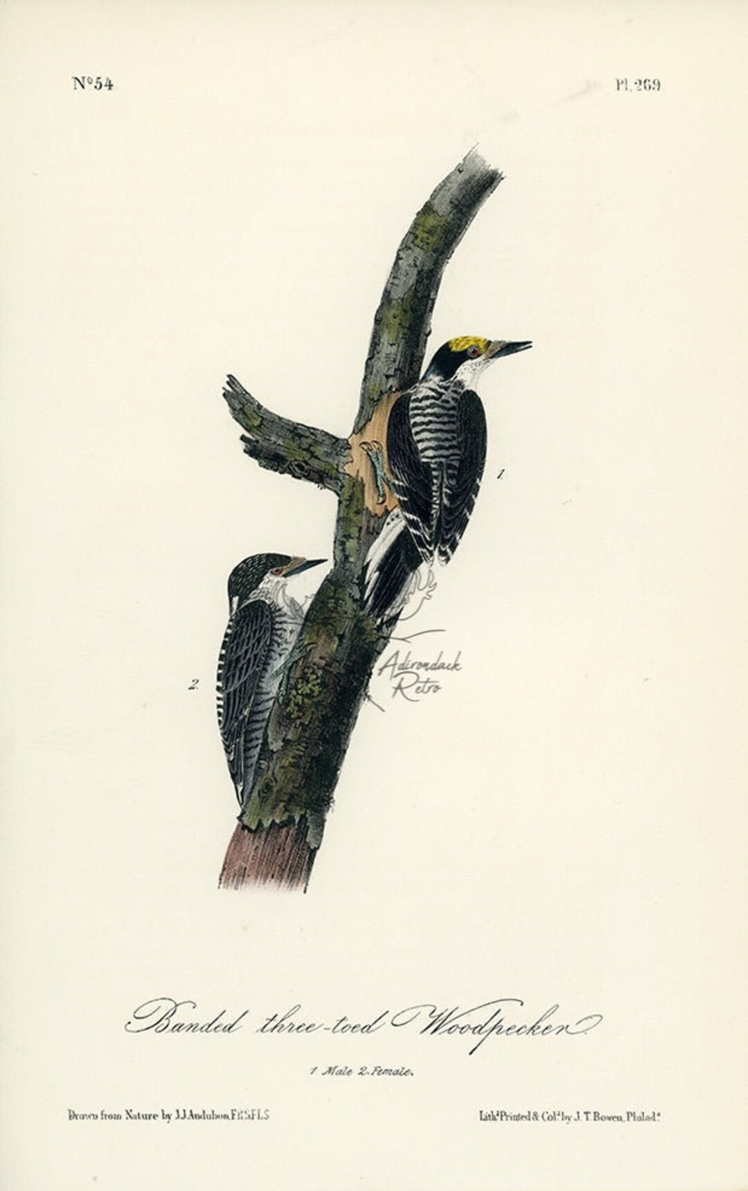 Audubon Banded Three-toed Woodpecker Plate 269 - Birds of America Royal ...
