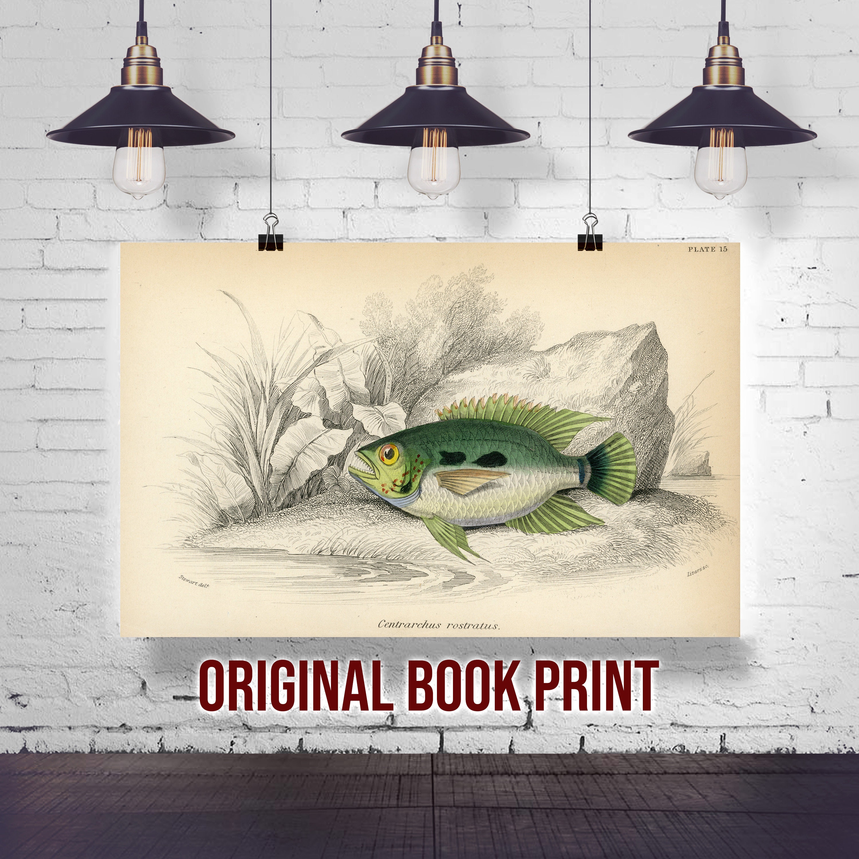 Long Snouted Flier Fish Original 1843 Hand Colored Engraving | Etsy