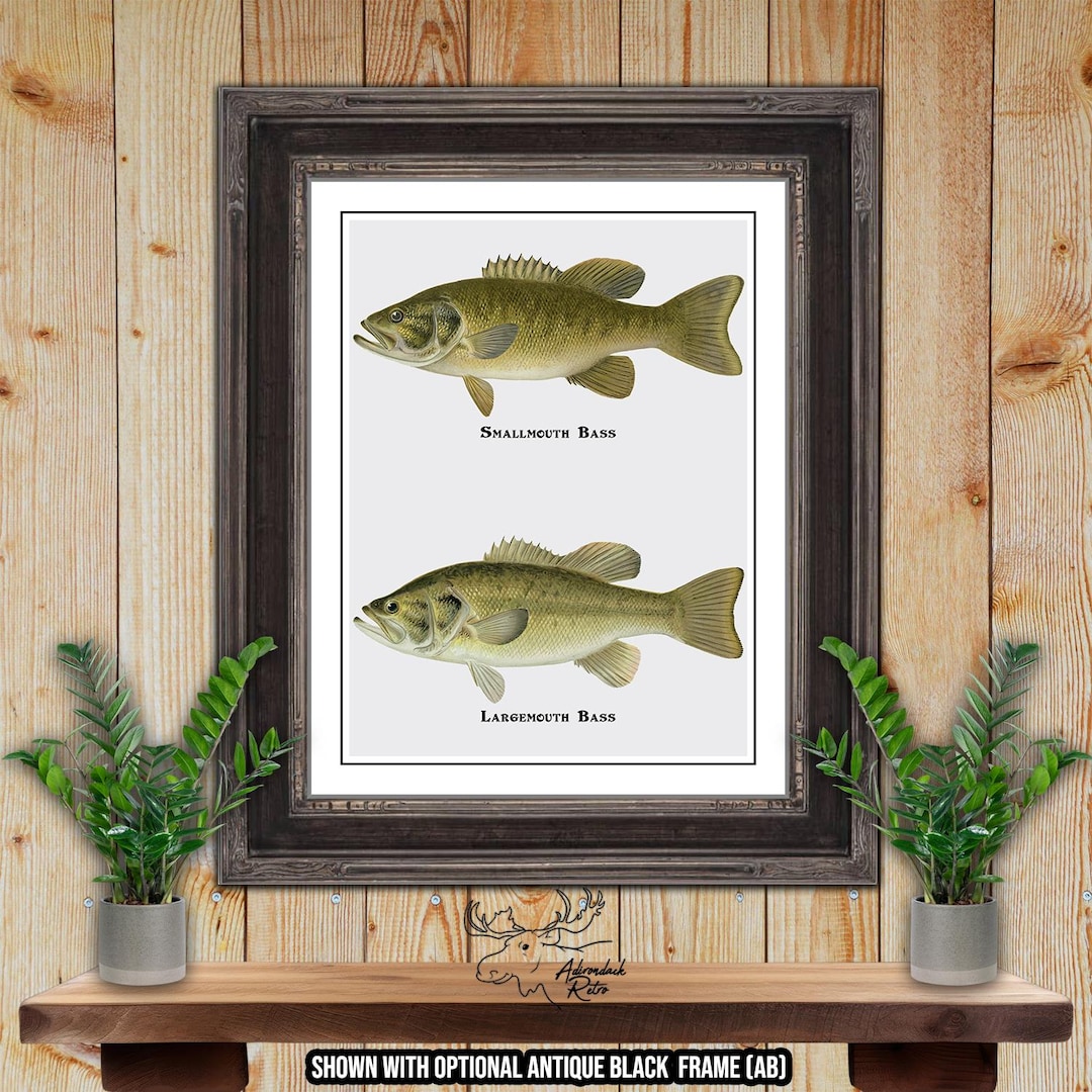 Bass Collage Art Print - Smallmouth Bass Poster - Bass Fisherman Gift ...