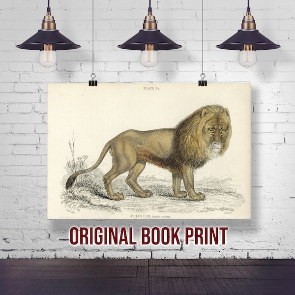 Library Lion - Etsy