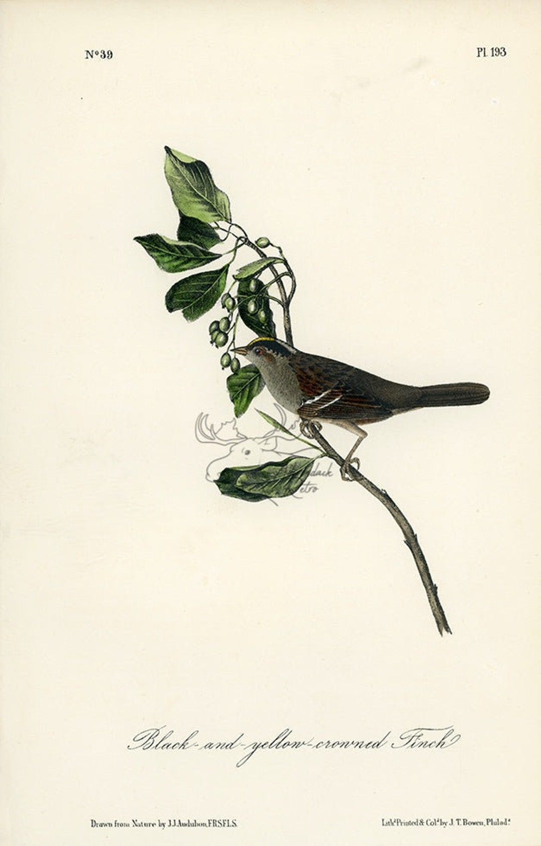 Audubon Black-and-yellow-crowned Finch Plate 193 - Birds of America ...