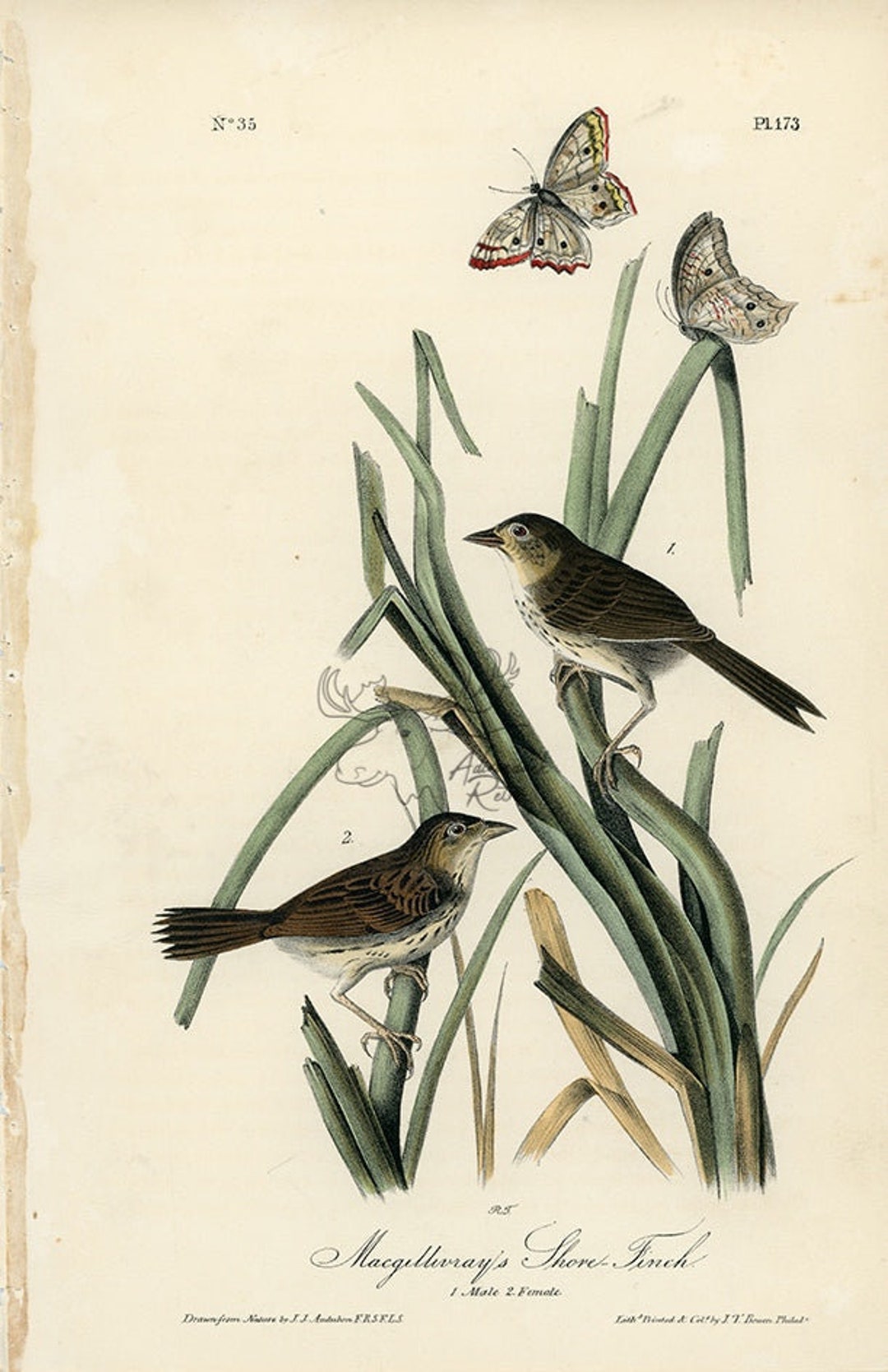 Audubon Macgillivray's Shore-finch Plate 173 - Birds of America Royal ...