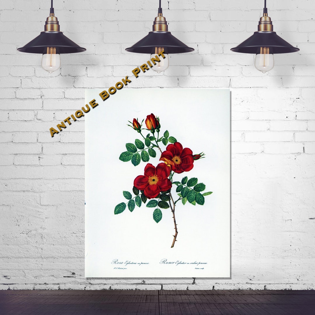 Sweet-brier Rose Botanical Print Red Rose Print Floral - Etsy