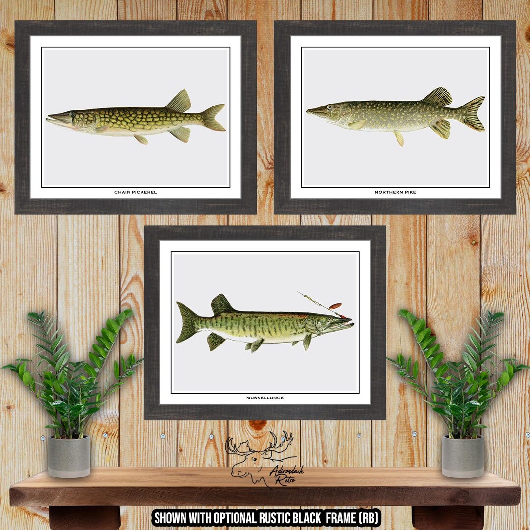 Pike Pickerel Muskie Print Set of 3 - Fisherman Gift - Angler Gift ...