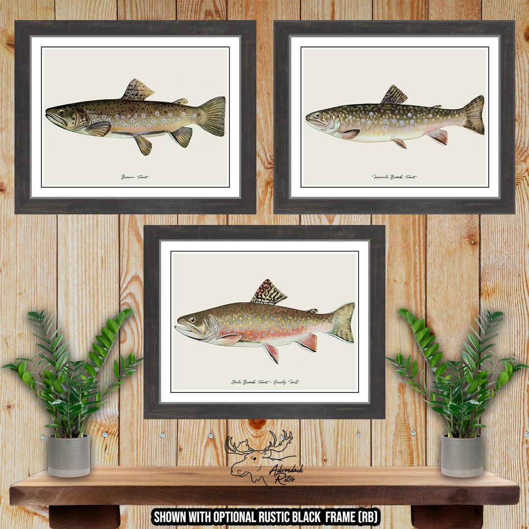 Brook Trout Print Set of 3 - Fly Fisherman Gift - Trout Angler Gift ...