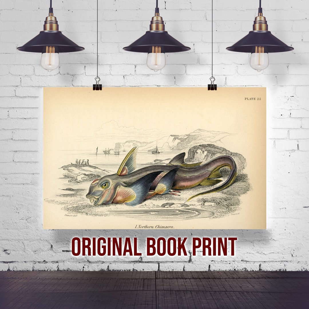 Northern Chimaera Fish Original 1841 Hand Colored Print - Etsy