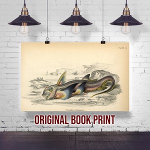Northern Chimaera Fish Original 1841 Hand Colored Print - Etsy