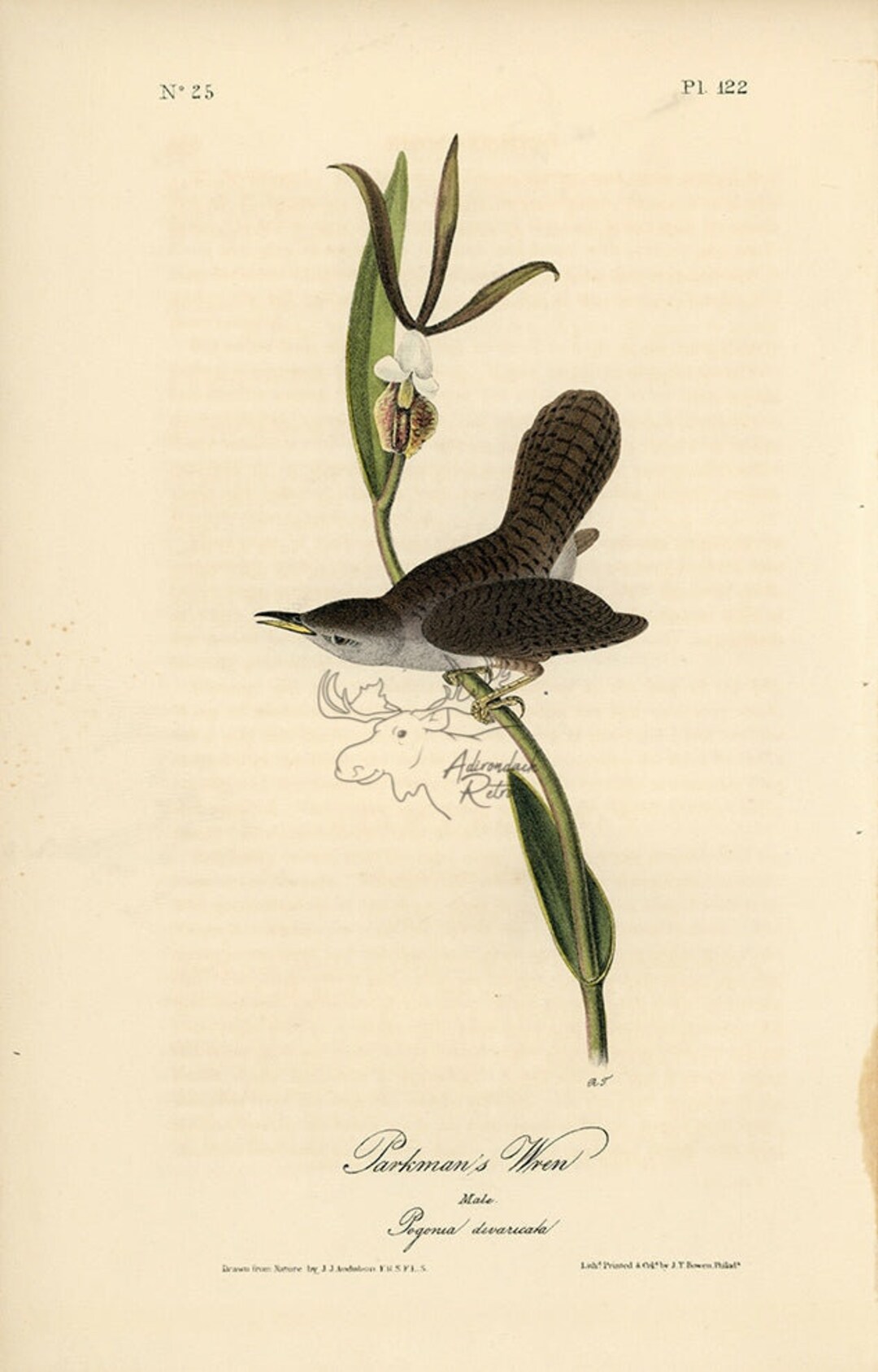 Audubon Parkman's Wren Plate 122 - Birds of America Royal Octavo ...