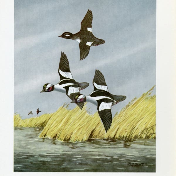 Bufflehead - Etsy
