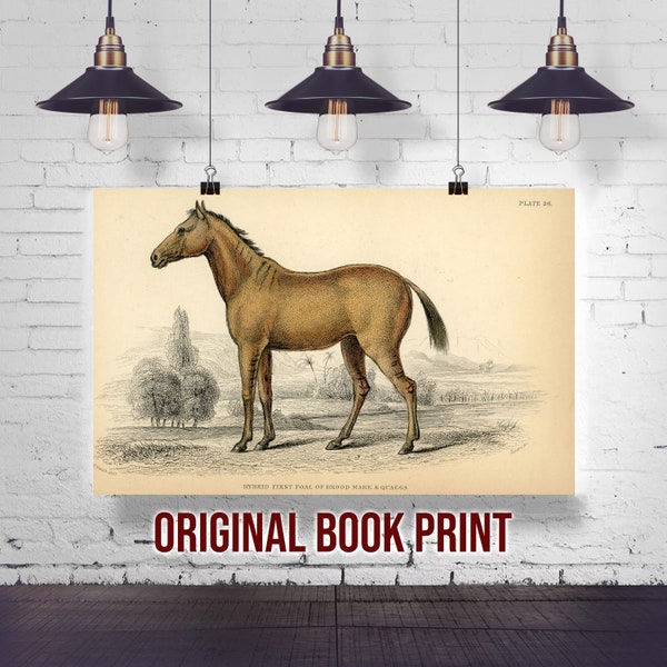 Hybrid Animal - Etsy