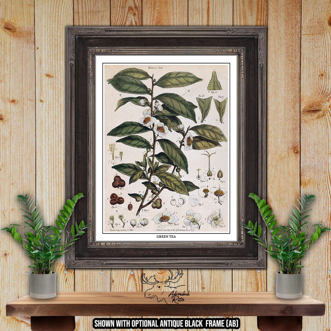Green Tea Print - Tea Plant Illustration - Kitchen Wall Art - Tea House ...