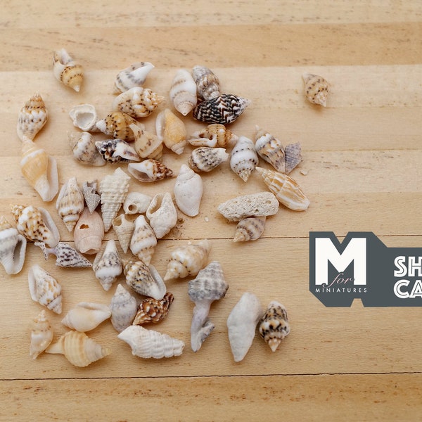 Assorted Seashells - Etsy