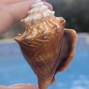 Responsibly Sourced Florida Fighting Conch Shells - Etsy