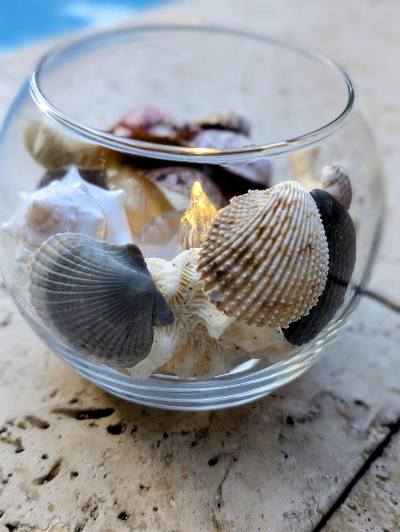 Authentic Seashell Centerpieces With Tealight. - Etsy