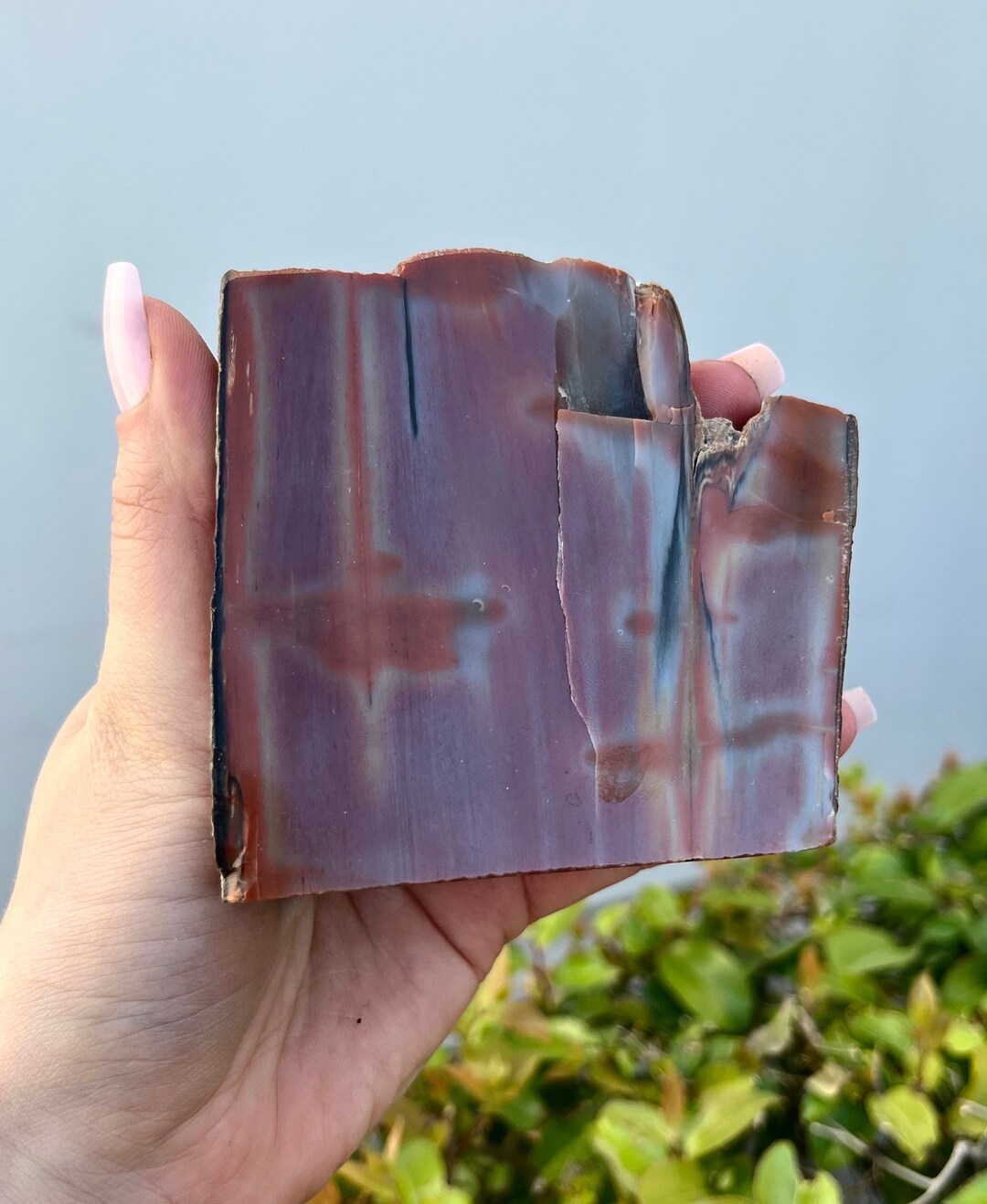 Rare Half Polished Coprolite Specimen (exact Item), High-grade ...