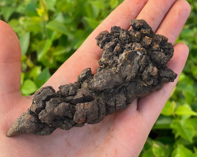 Raw Coprolite Dinosaur Poop Specimen, Fossilized Dinosaur Dung, Natural ...