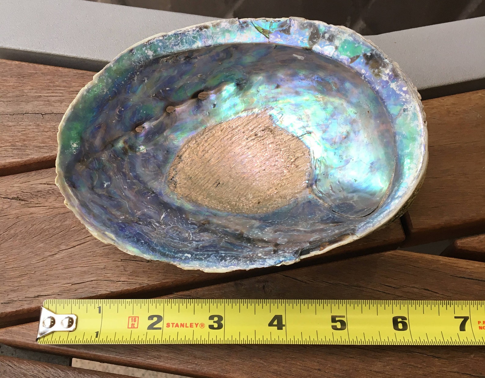 Abalone Shell New Zealand Abalone Smudge Bowl Holds Smudge - Etsy