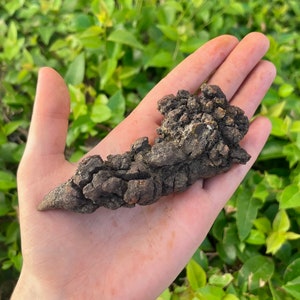 Raw Coprolite Dinosaur Poop Specimen, Fossilized Dinosaur Dung, Natural ...