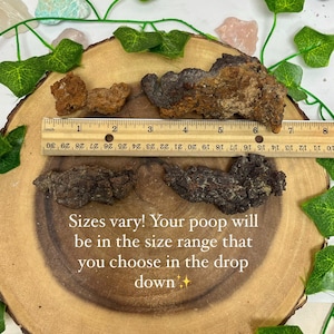 Raw Coprolite Dinosaur Poop Specimen, Fossilized Dinosaur Dung, Natural ...