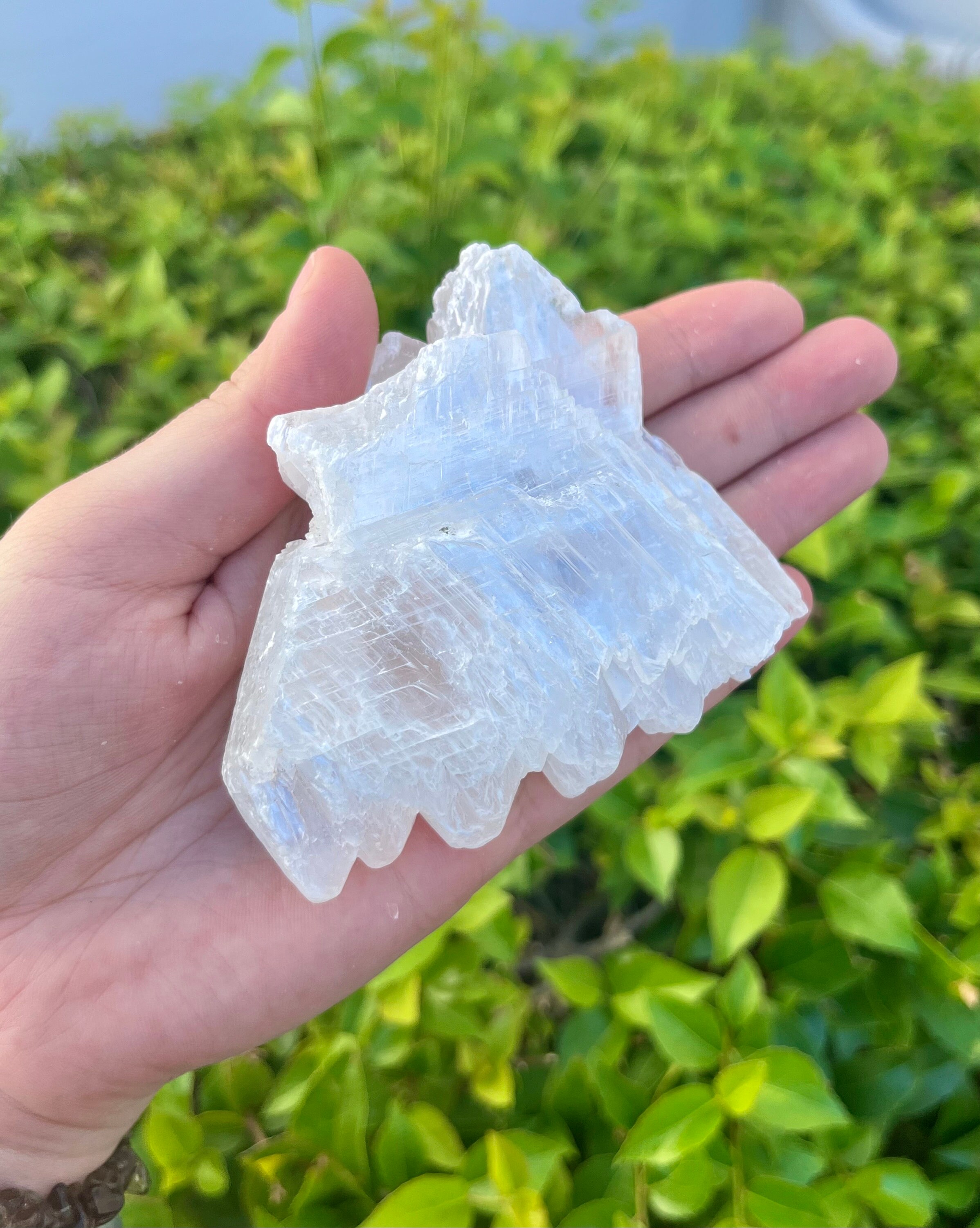 Raw Selenite Fishtail Specimen, Angel Wing Selenite, Natural Unpolished ...