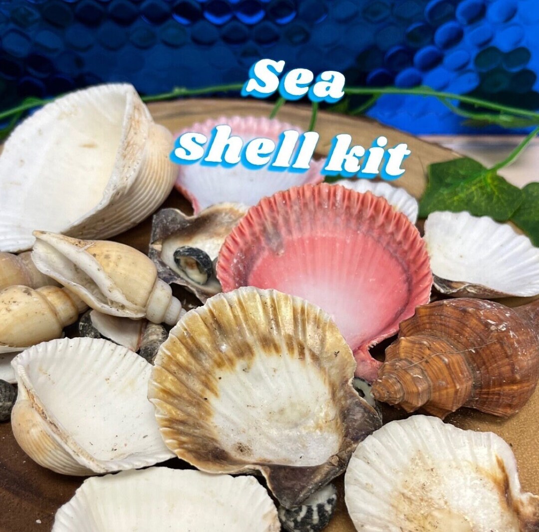 Assorted Sea Shell Kit, Ocean Sea Shell Pack, Decorative, Crafting ...