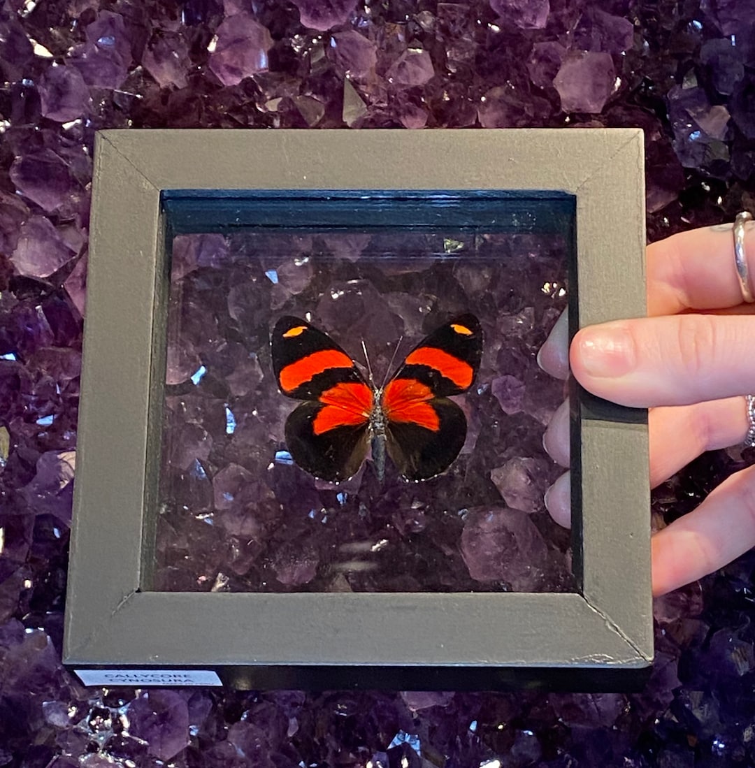 Callicore Cynosura Butterfly Frame, 3D Floating Frame, Preserved ...