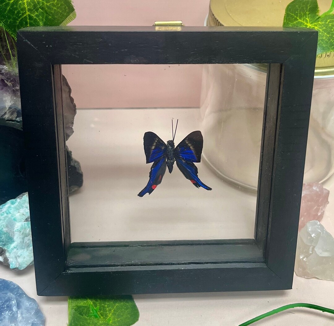 Rhetus Periander Butterfly Frame, 3D Floating Frame, Preserved ...