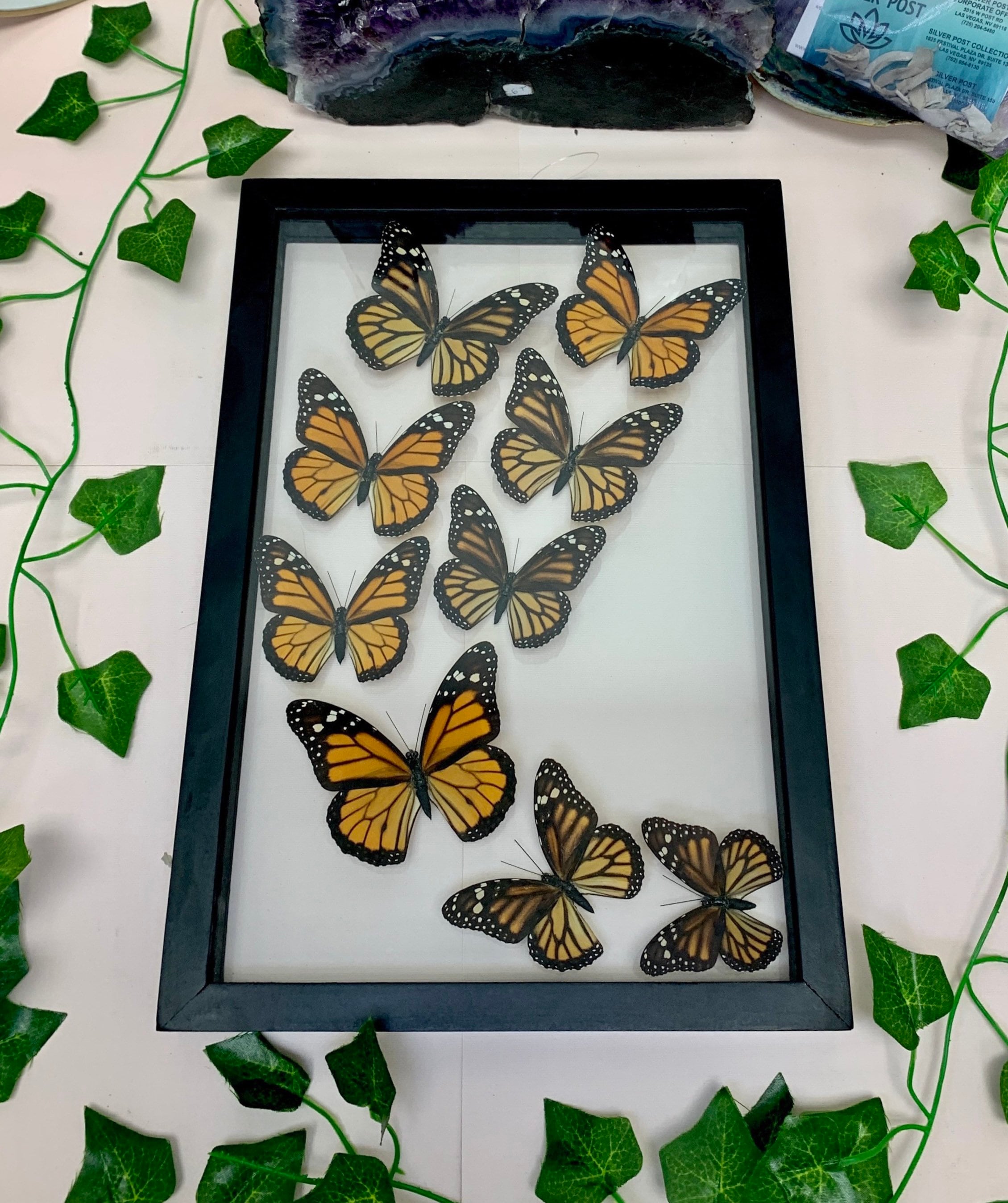 9 Monarch Butterfly in Frame 3D Floating Frame Preserved - Etsy