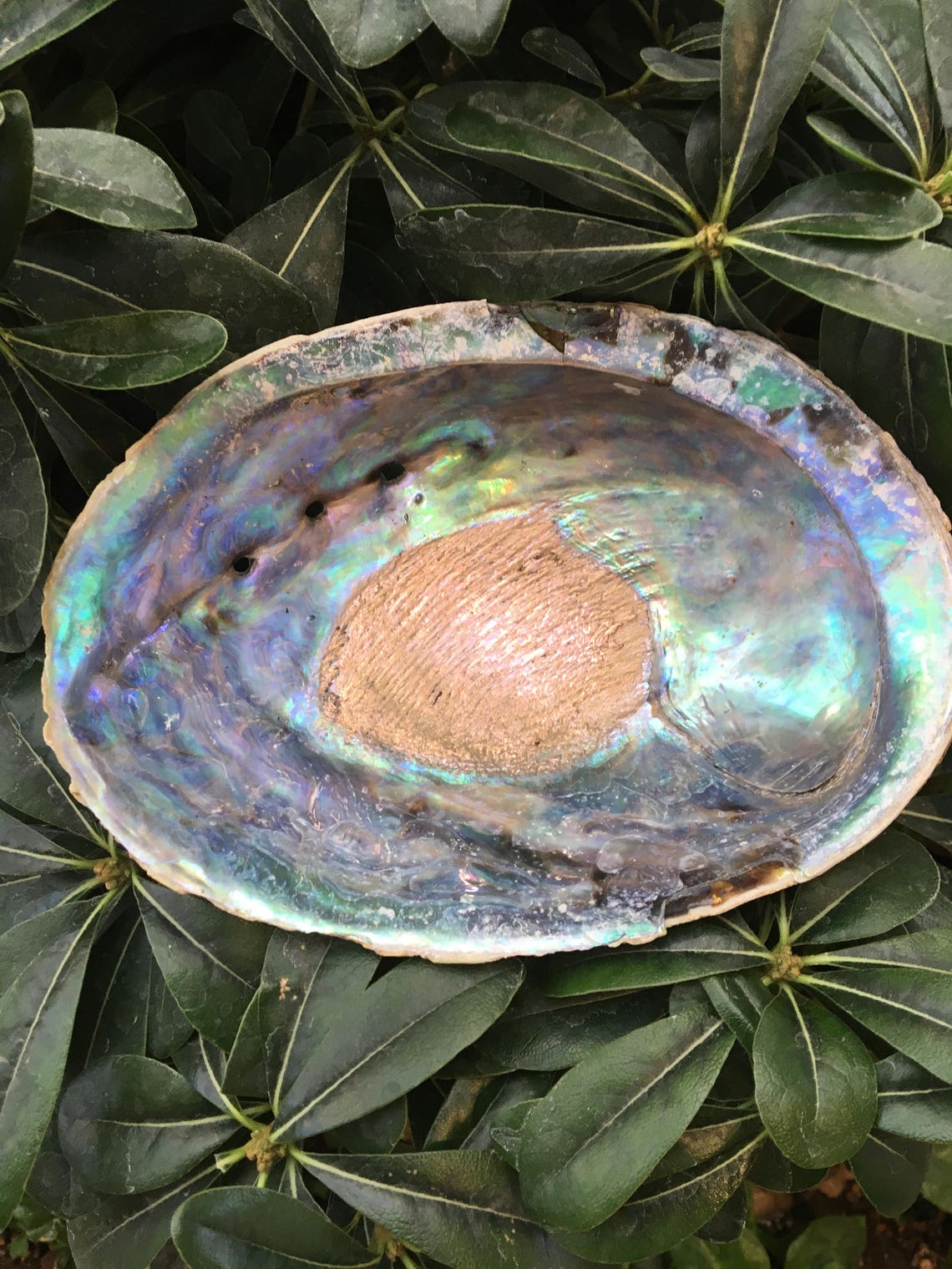 Abalone Shell New Zealand Abalone Smudge Bowl Holds Smudge - Etsy