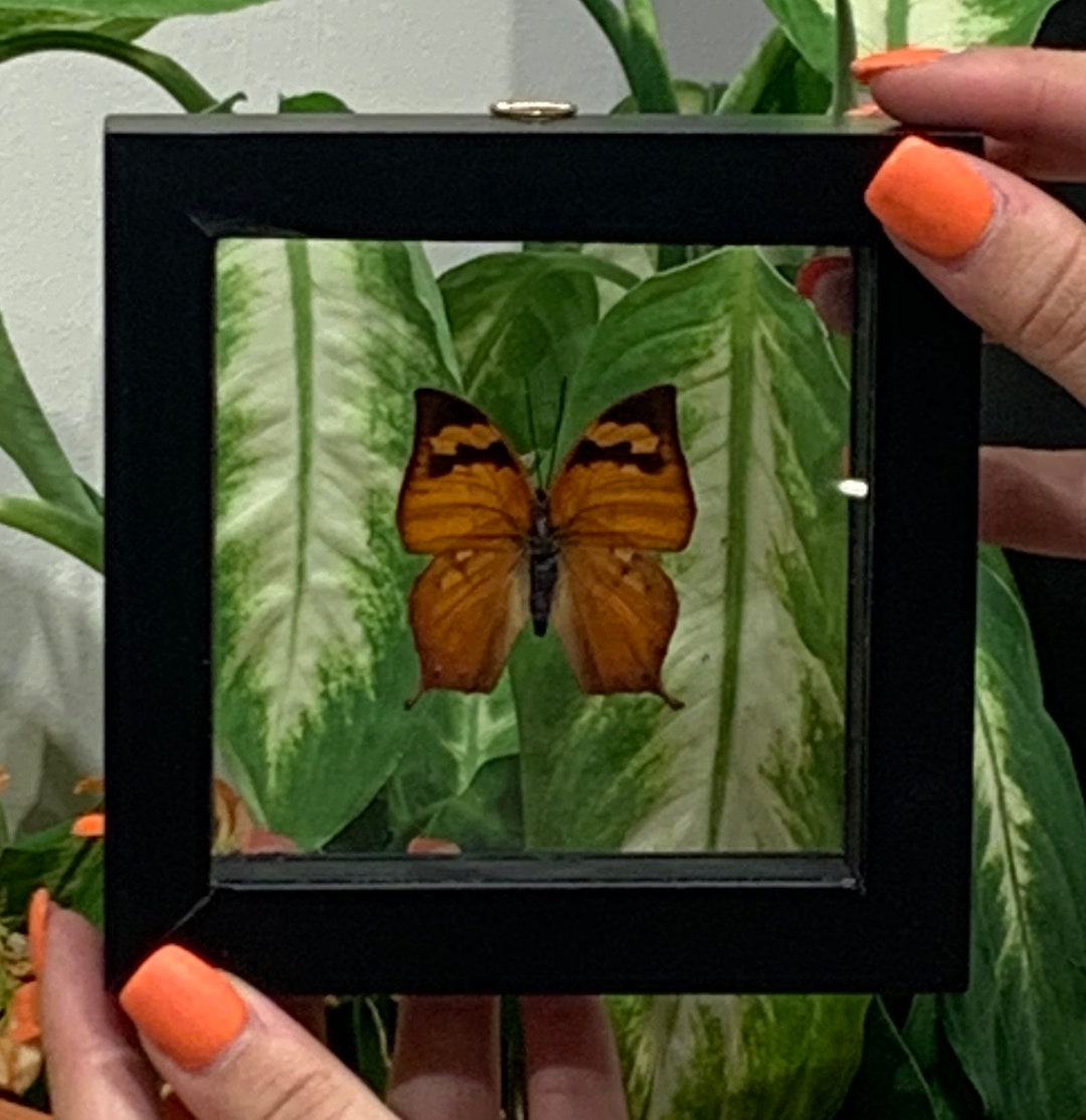 Single Fountainea Eurypile Butterfly Frame, 3D Floating Frame ...