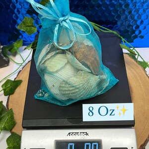 Assorted Sea Shell Kit, Ocean Sea Shell Pack, Decorative, Crafting ...