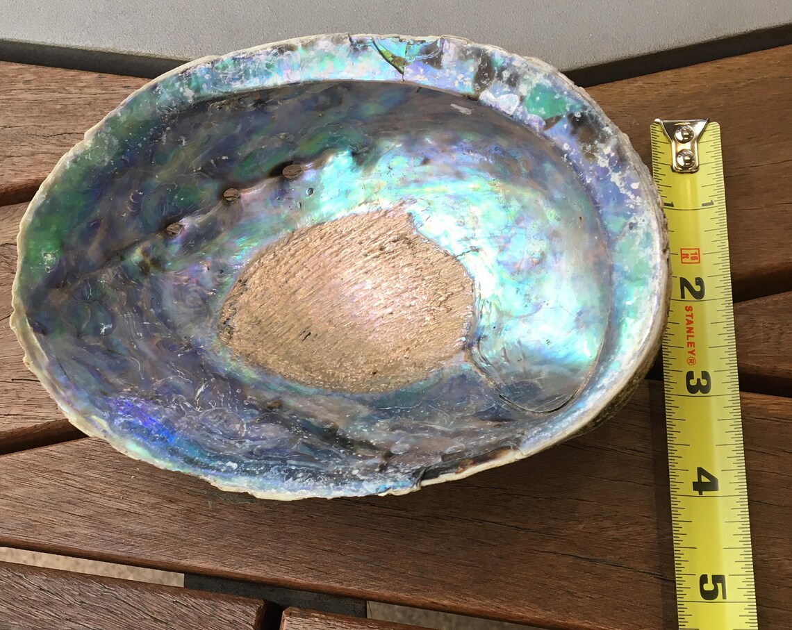 Abalone Shell New Zealand Abalone Smudge Bowl Holds Smudge - Etsy