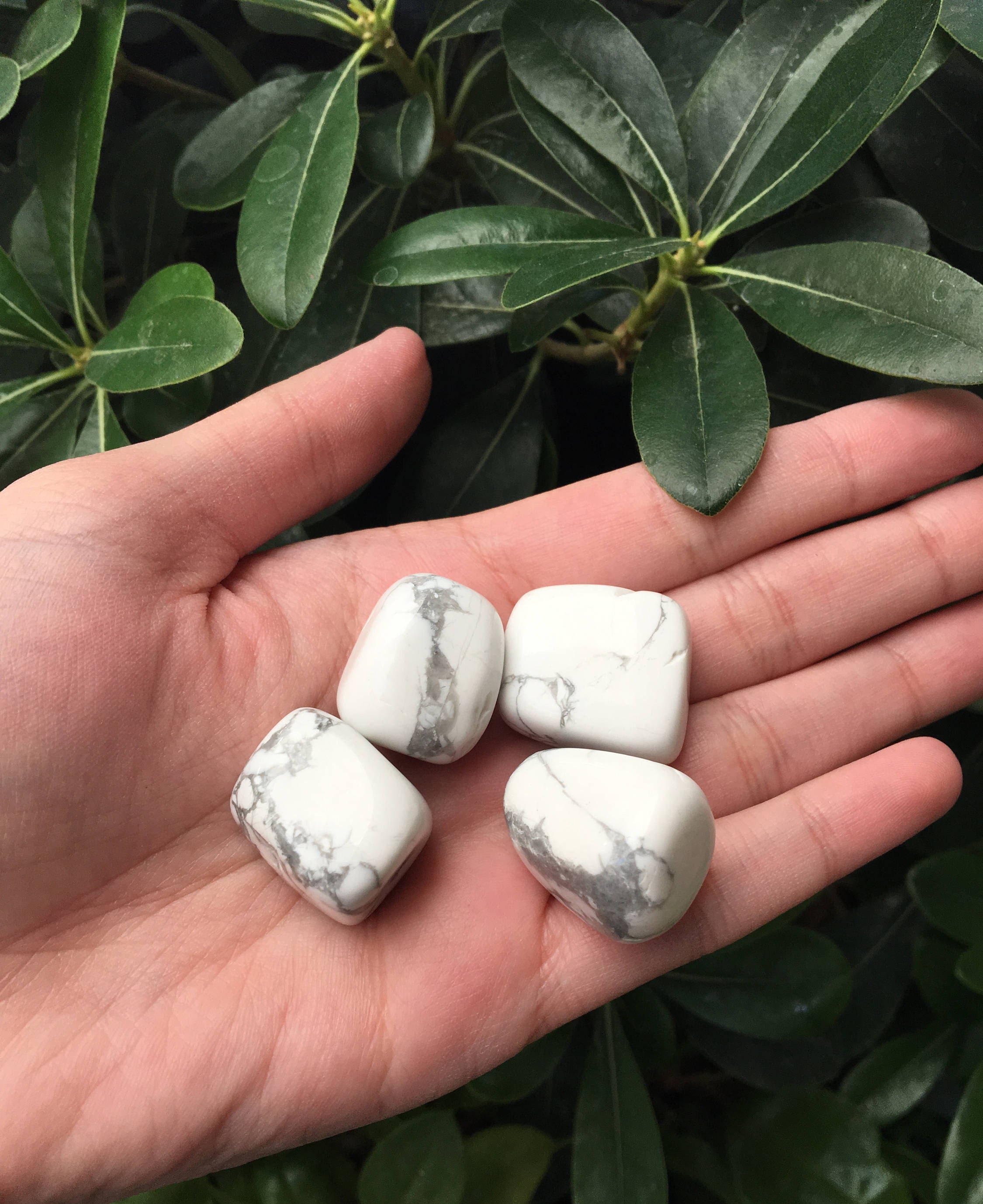 Howlite Tumbled Stone Energy Stone Howlite Stone Howlite - Etsy