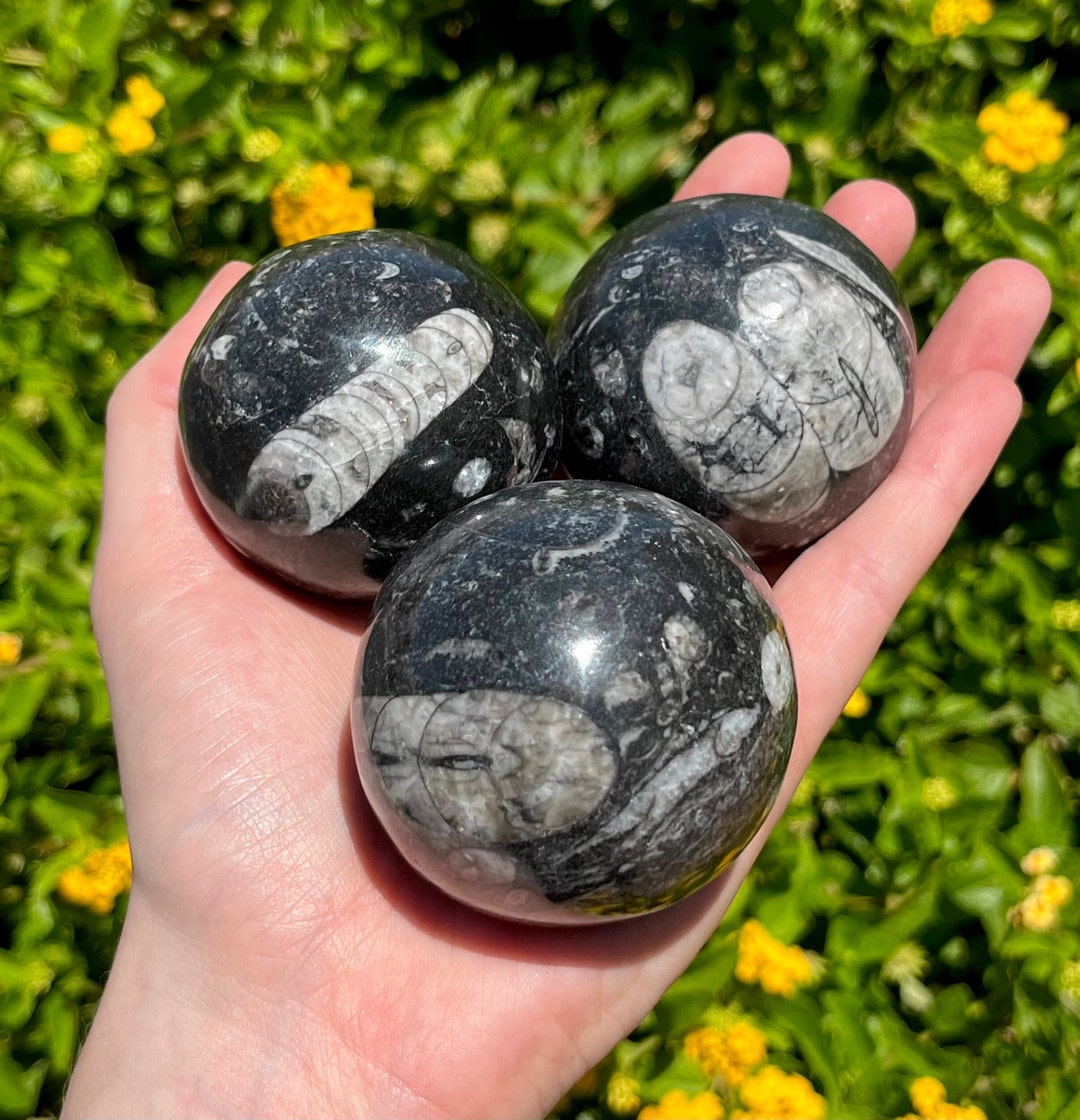 One 50-60mm Orthoceras Fossil Sphere, Crystal Ball, Ancient Wisdom ...