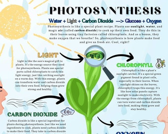Photosynthesis Printable Nature Study Plant Study - Etsy