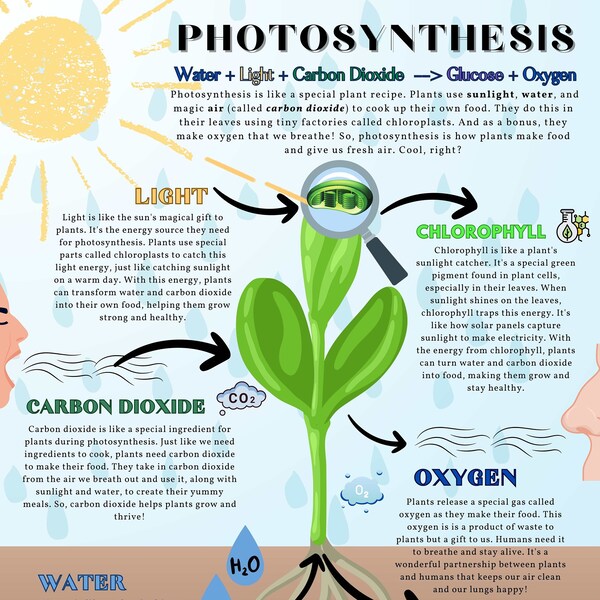 Photosynthesis Poster - Etsy