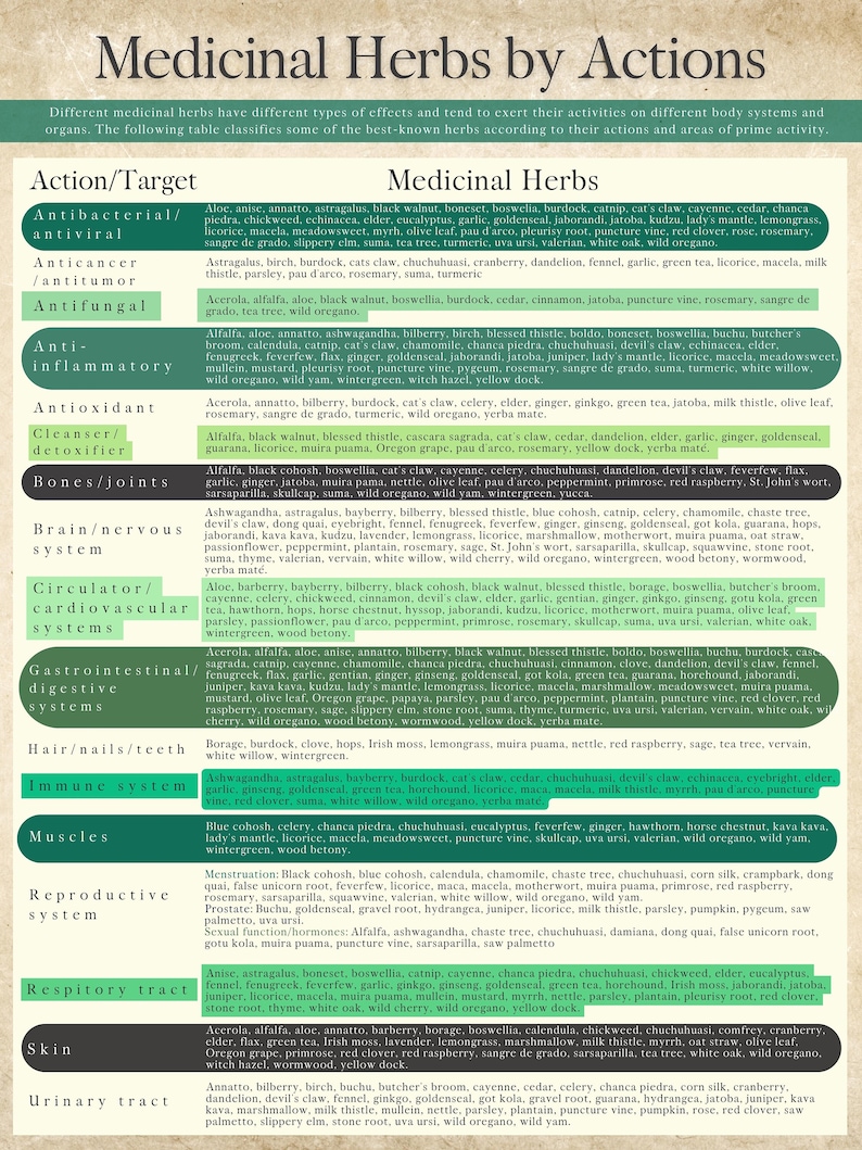 Medicinal Herbs by Action - Herbalist Poster - Instant Download - 18x24 ...