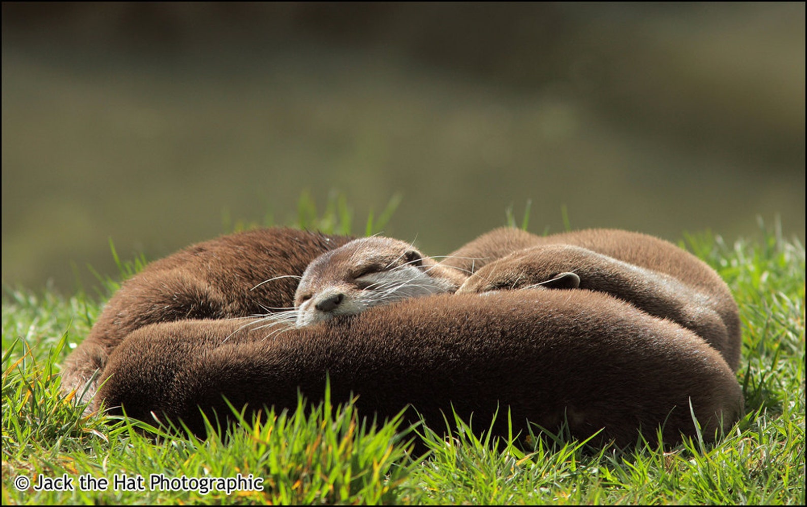 Sleepy Otters Wild Animal Photograph by Pro Photographer. Decorative Detailed Wildlife Print of ...