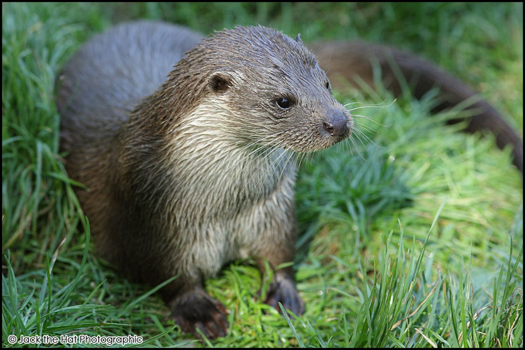British Otter Wild Animal Photograph by Pro Photographer. - Etsy