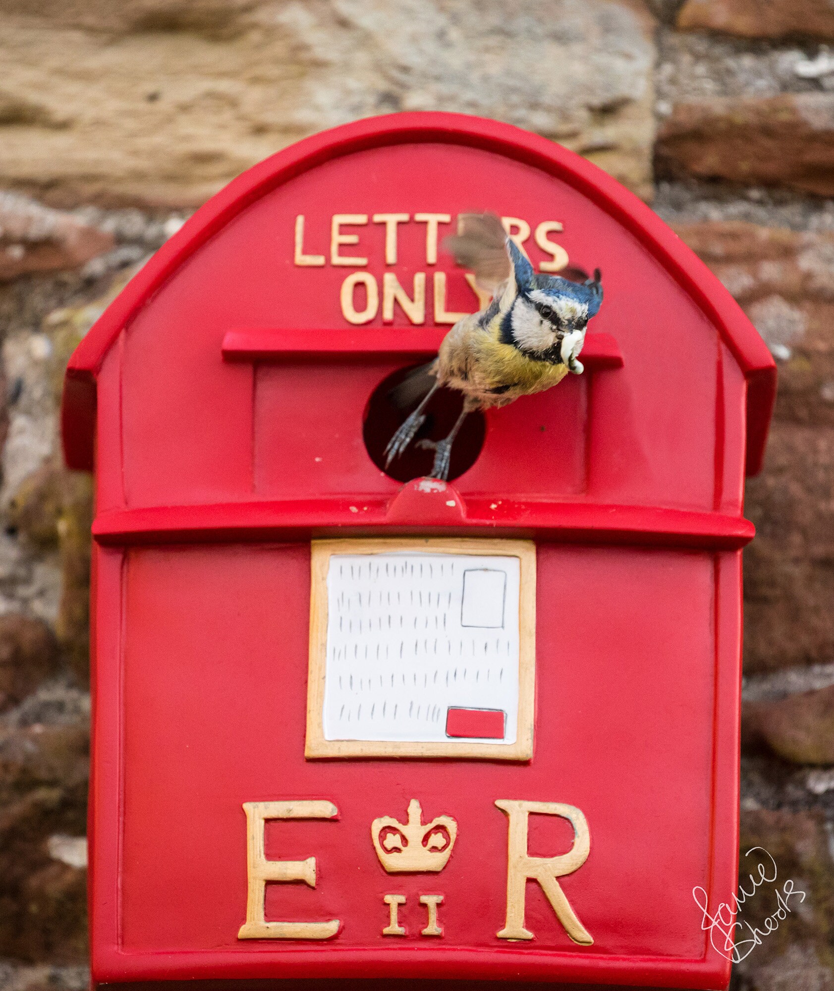 Air Mail. Funny Blue Tit Letterbox Photo. Premium Photograph by Pro ...