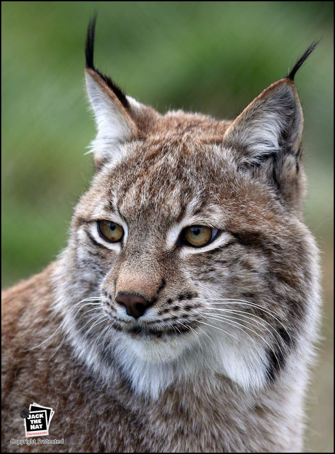 European Lynx - Wildlife Photograph by Pro Photographer. Decorative ...