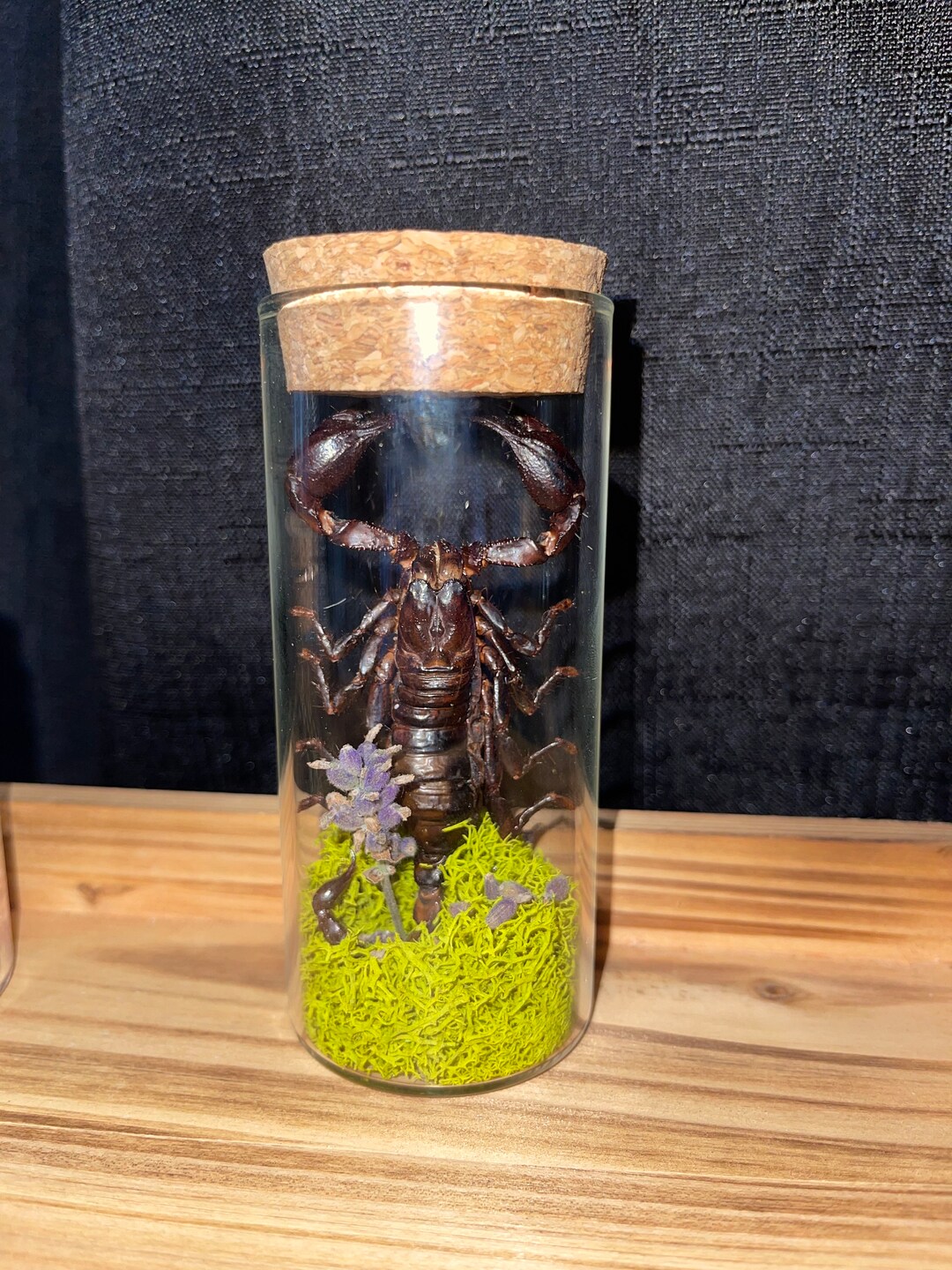 Large Rock Scorpion With Moss and Lavender in Mini Terrarium 4 Inch ...