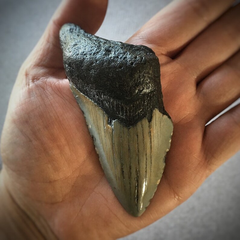 Wood Ring the Kraken Megalodon Tooth Abalone & Ebony Made | Etsy UK