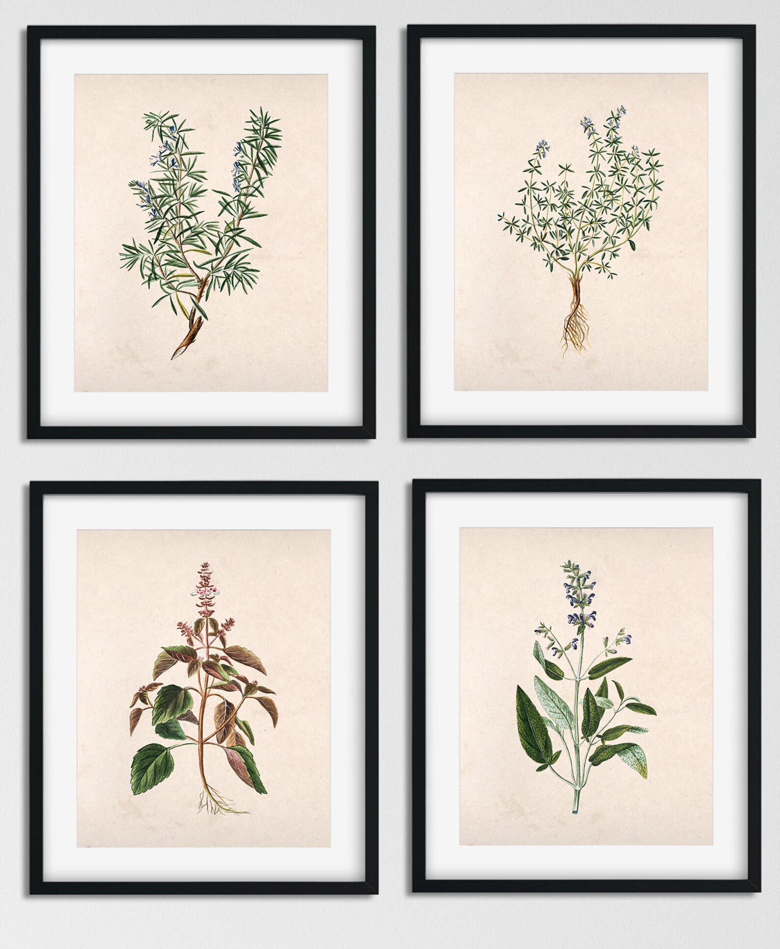 Botanical Print Set of 8 Vintage Herb Botanical Prints - Etsy
