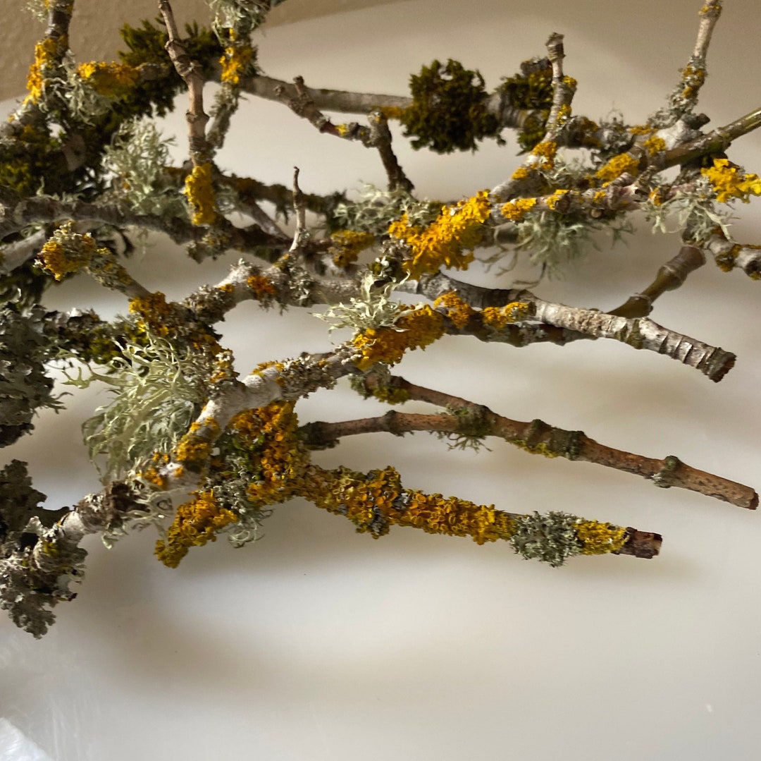 10 Moss and Lichen Covered Branches Pacific Northwest Maple Sticks for ...
