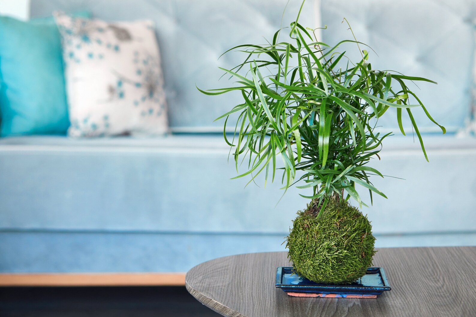 Fern Falcatus 'Fresh Air' Plant | Etsy