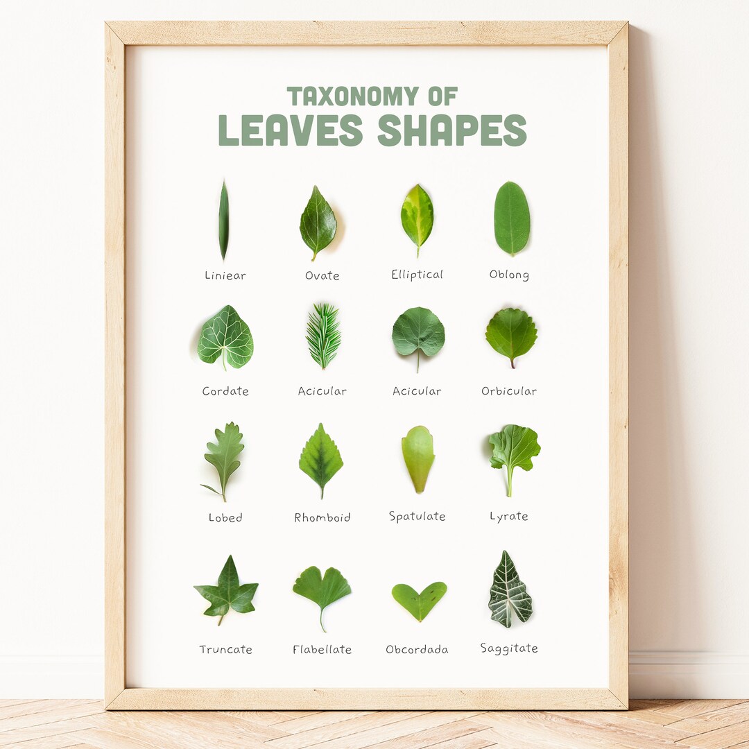 Taxonomy of Leaves Shapes, Botanical Print, Classroom Decor, Leaves ...